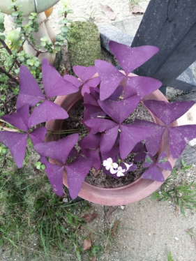 Daun Rerama | Urban Garden Project