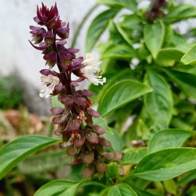 Pokok Selasih | Urban Garden Project